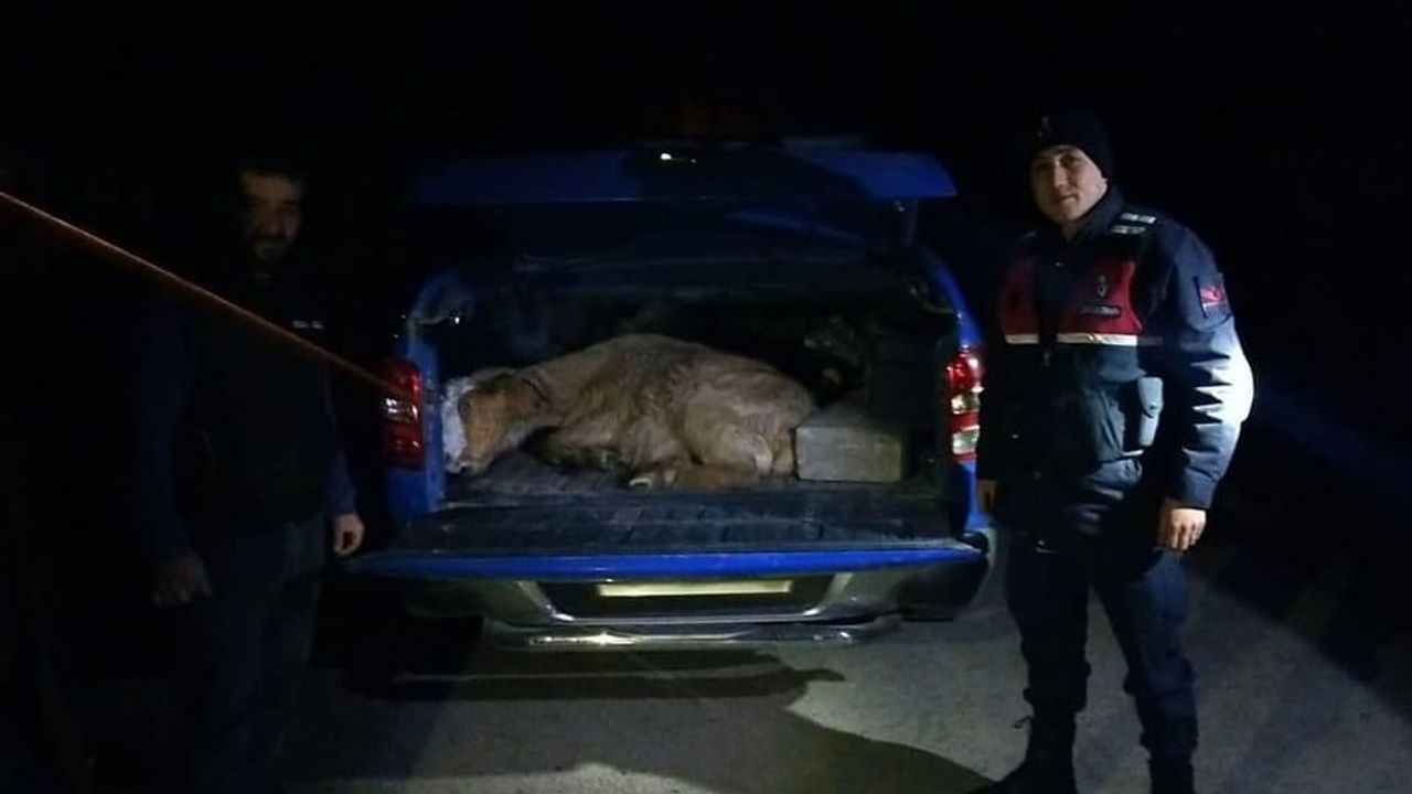 Ayağı kırılan keçiyi jandarma ve AFAD kurtardı - Zonguldak Pusula Son ... Ayağı kırılan keçiyi jandarma ve AFAD kurtardı - Zonguldak Pusula Son ...