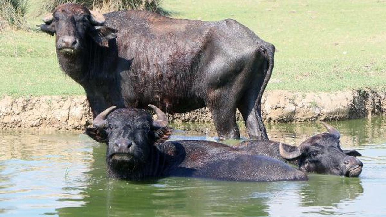 Anadolu Mandası Islah Projesi ile süt ve manda verimi arttı - Zonguldak ...