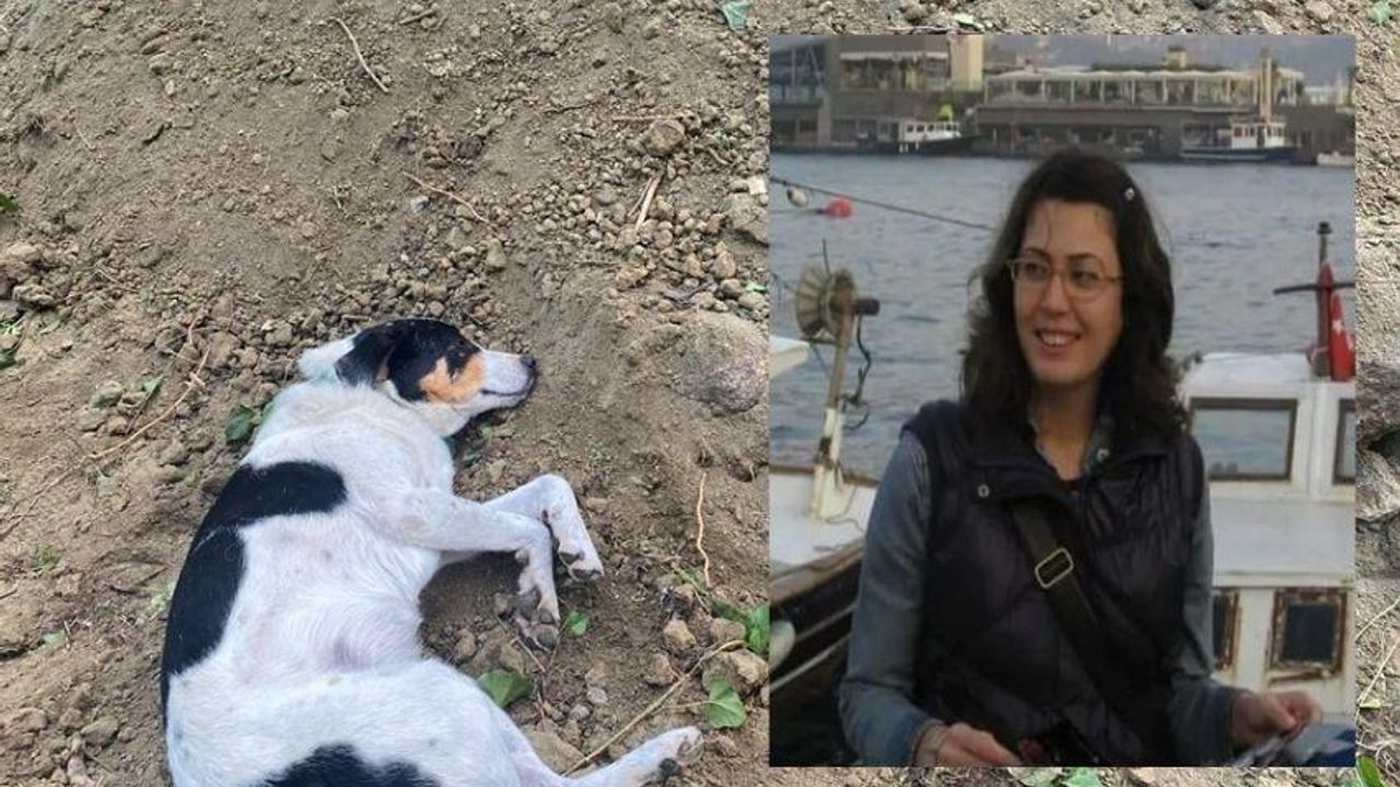 'Teo', sahibinin mezarının başından ayrılmadı - Zonguldak Pusula Son ...