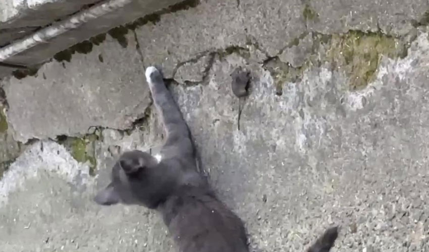 Kedinin fare ile oyunu izleyenleri gülümsetti - Zonguldak Pusula Son ... Kedinin fare ile oyunu izleyenleri gülümsetti - Zonguldak Pusula Son ...