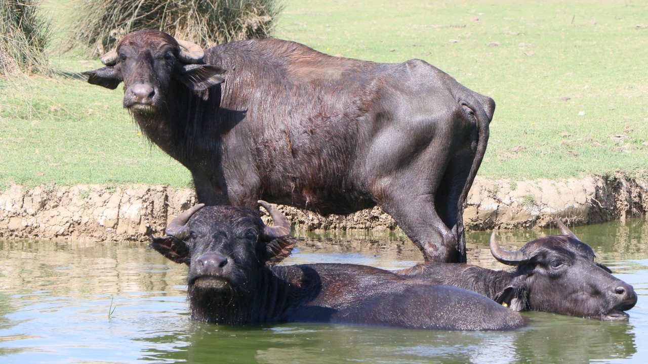 Manda sayısında Türkiye 1’incisi - Zonguldak Pusula Son Dakika Haberleri