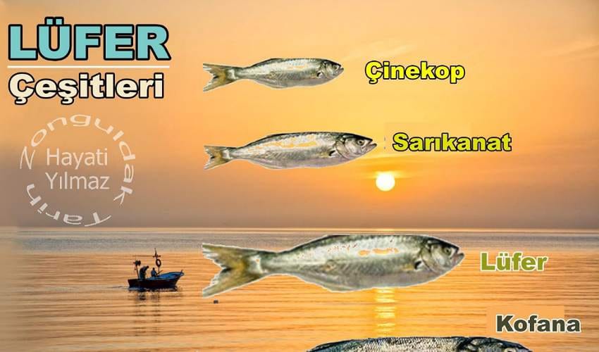 Lüfer çeşitleri - Zonguldak Pusula Son Dakika Haberleri