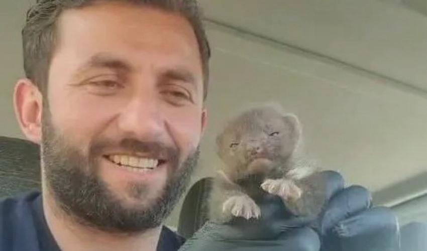 Ayı yavrusu sanılan hayvan sansar yavrusu çıktı - Zonguldak Pusula Son ...